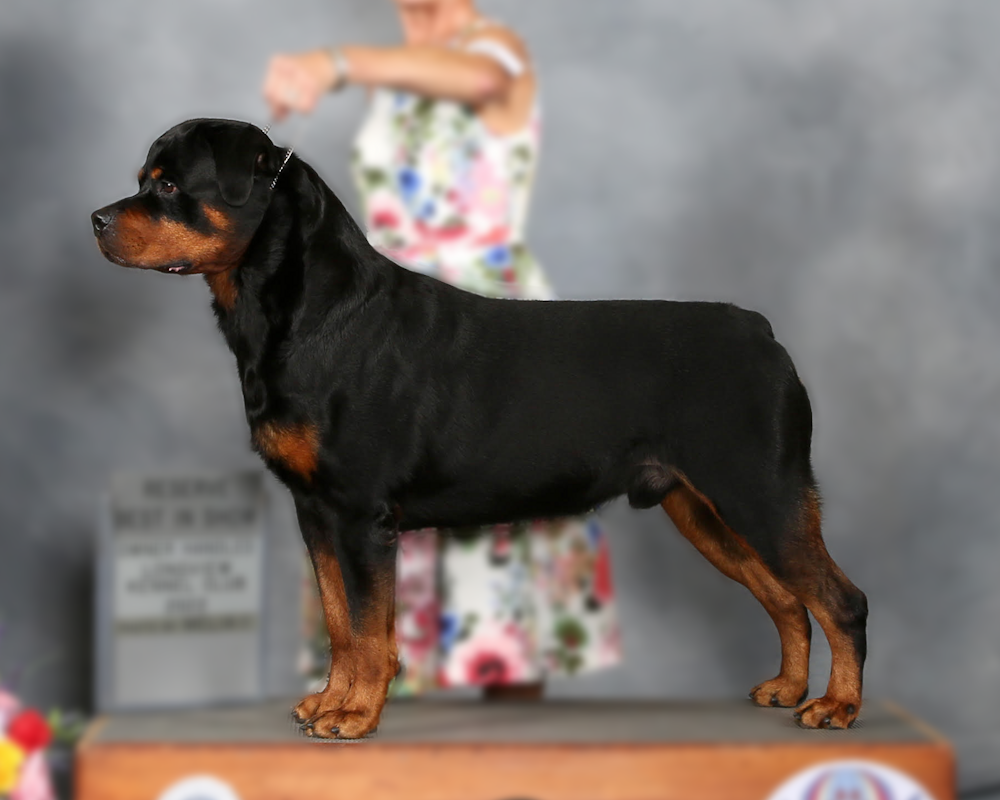 Lonecreek is a Responsible Breeder of German Rottweilers