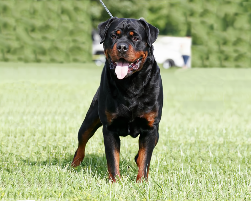 Lonecreek is a Responsible Breeder of German Rottweilers