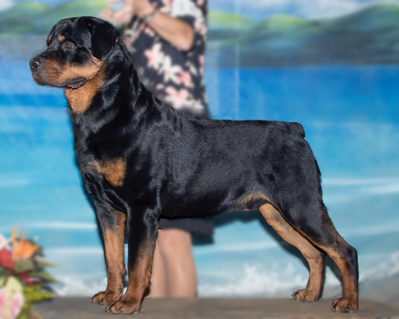 Lonecreek is a Responsible Breeder of German Rottweilers