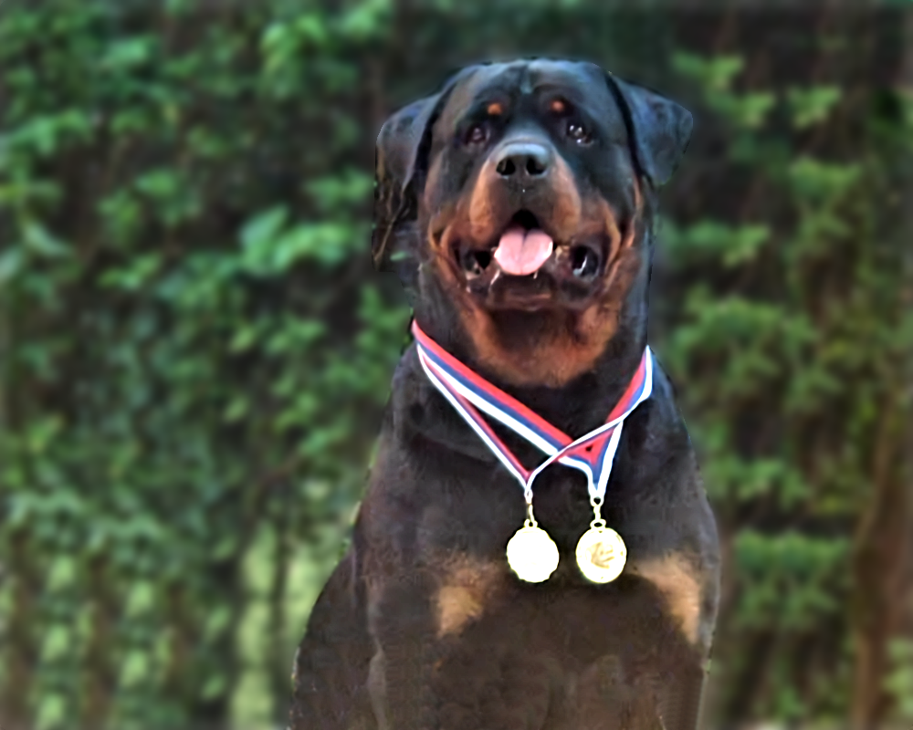 Lonecreek is a Responsible Breeder of German Rottweilers