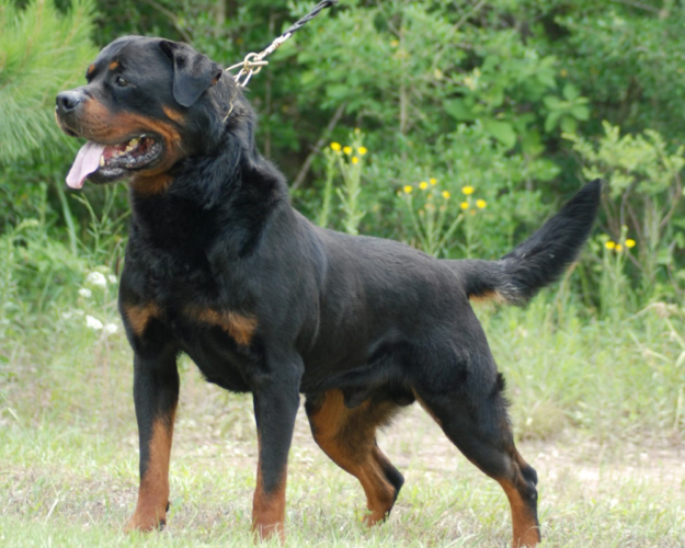 Lonecreek is a Responsible Breeder of German Rottweilers