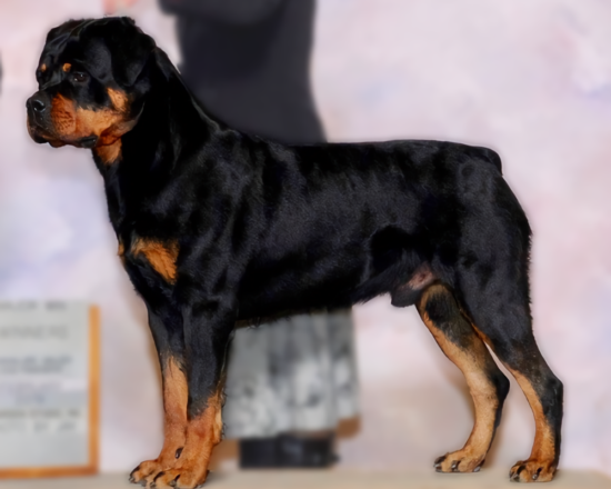 Lonecreek is a Responsible Breeder of German Rottweilers