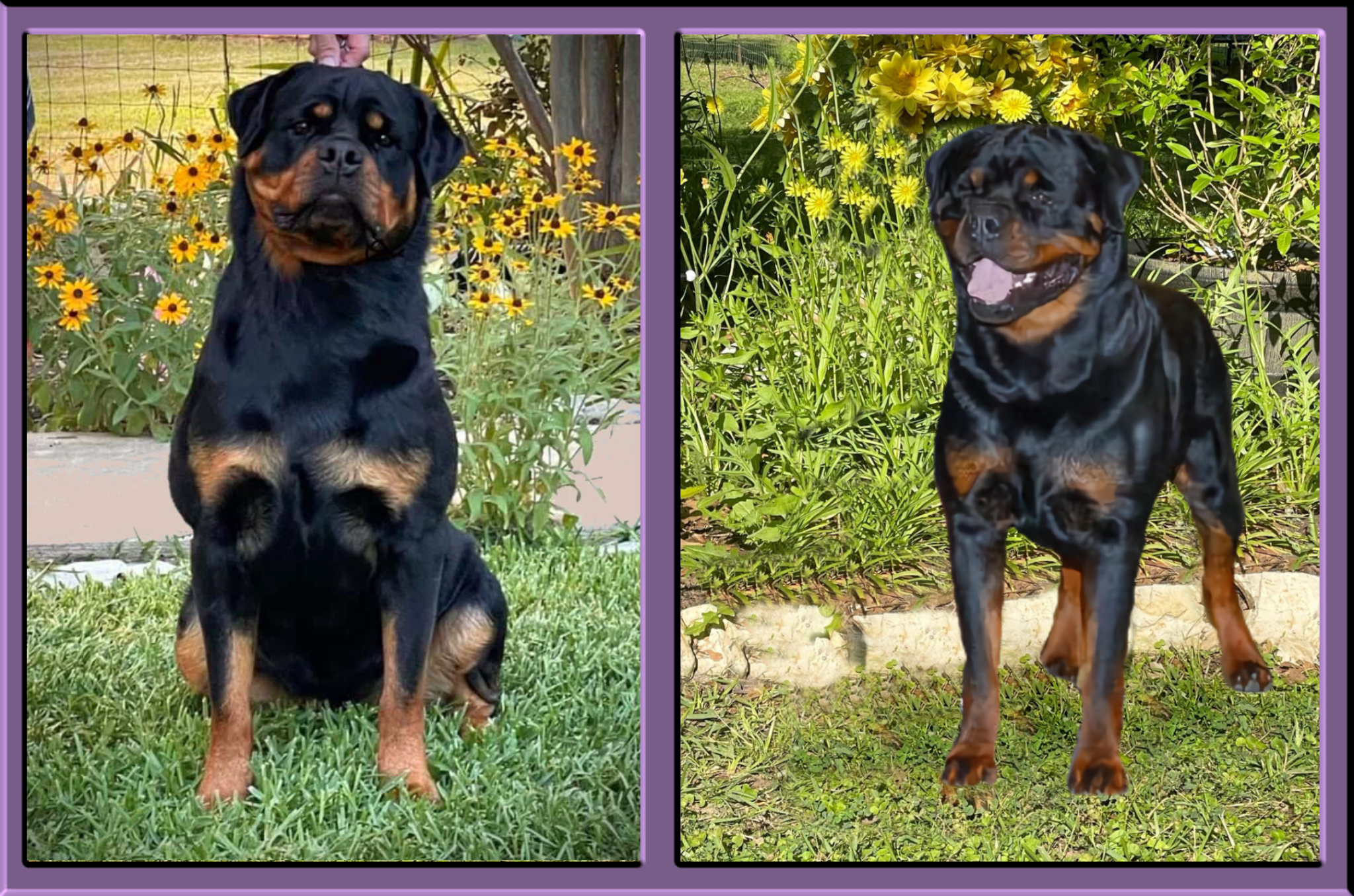 German Rottweiler Puppy Litters - Lonecreek Rottweilers